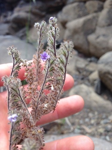 Phacelia floribunda - PictureThis