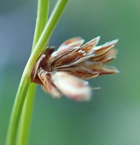 Ficinia acuminata (Ficinia acuminata) - PictureThis