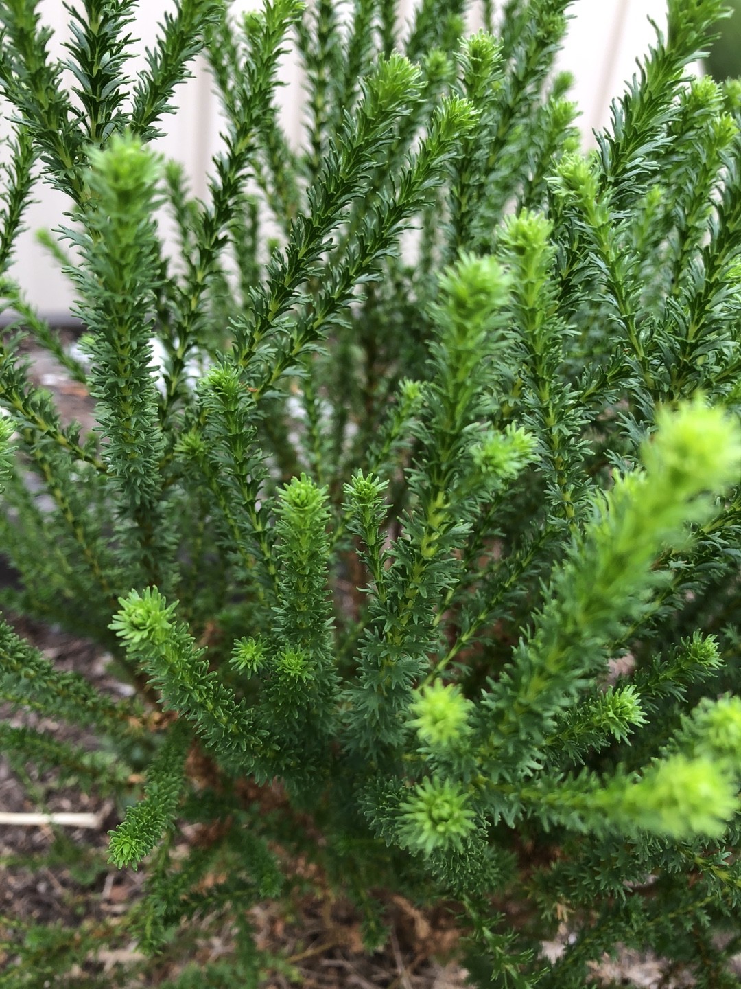 Euryops virgineus - PictureThis