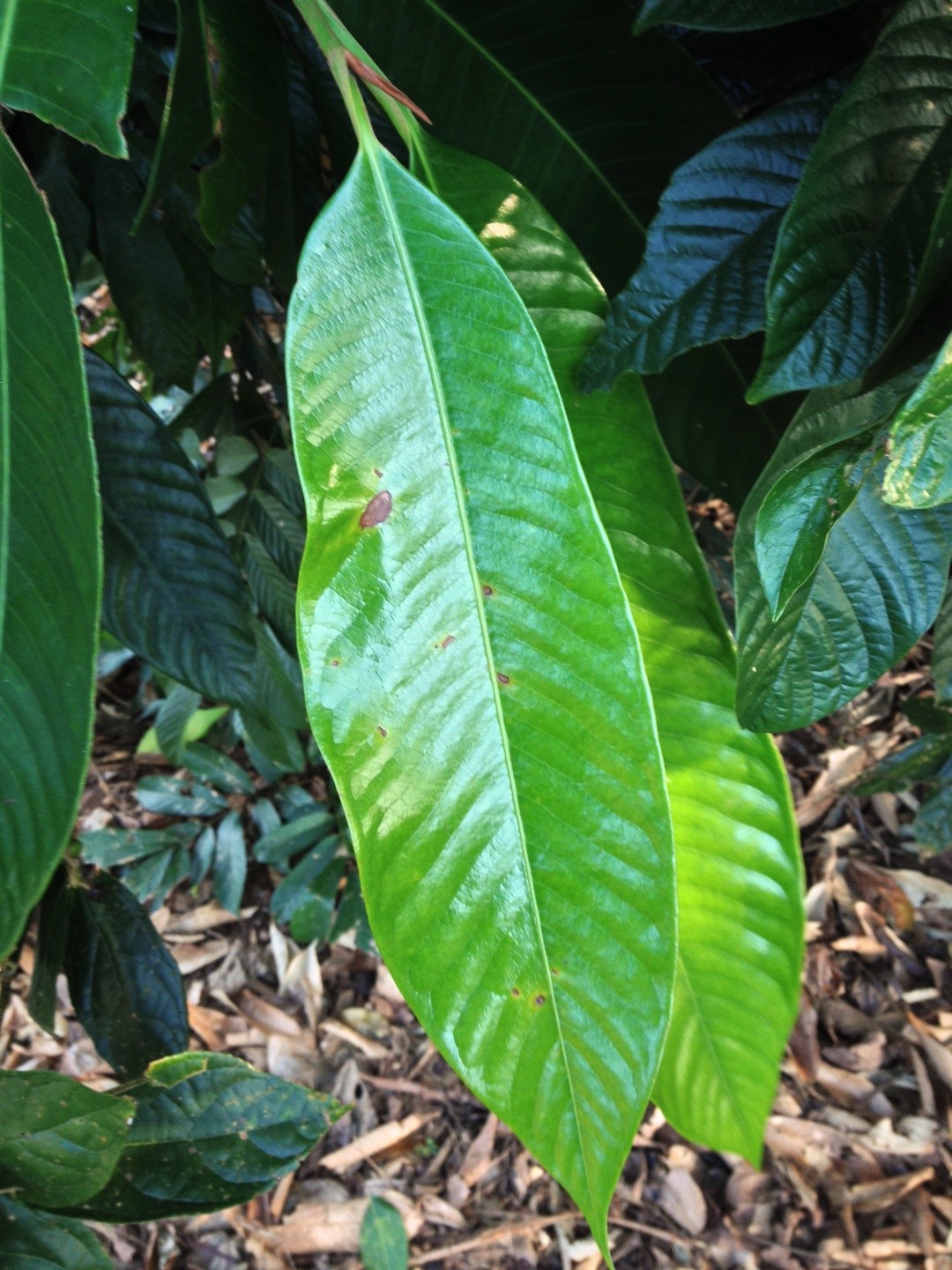 Myristica yunnanensis - PictureThis