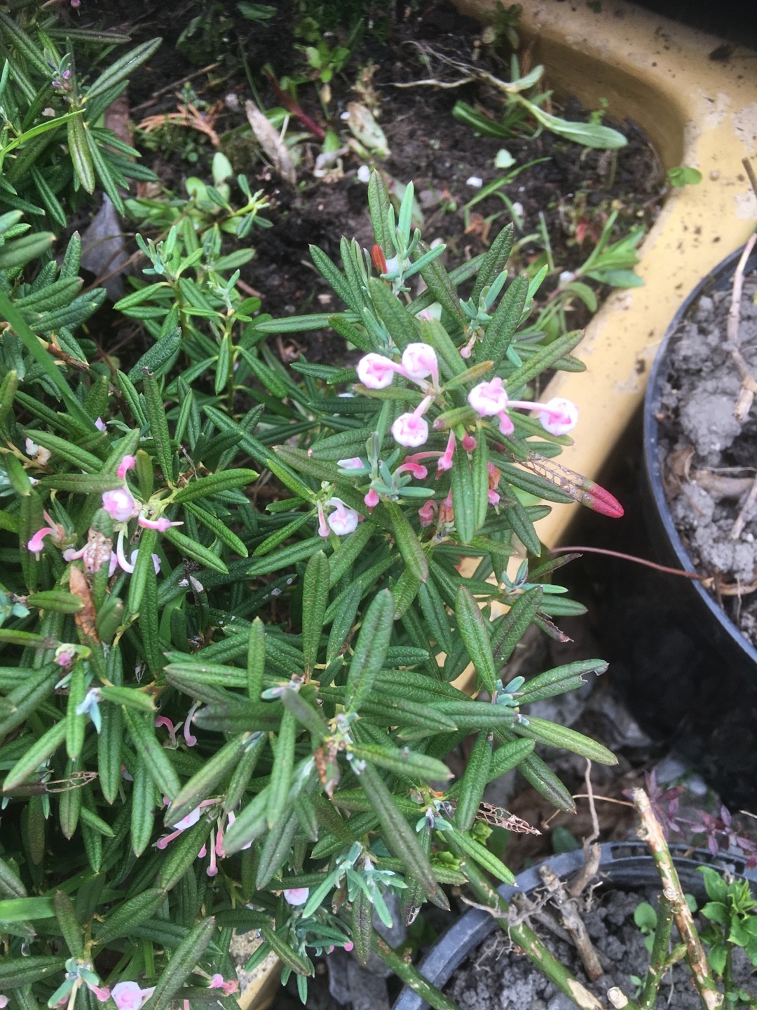 Andromeda polifolia 'Compacta' (Andromeda polifolia 'Compacta ...