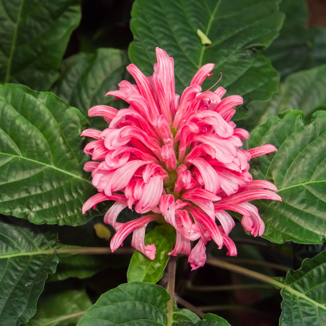 サンゴバナ（珊瑚花） (Justicia carnea) - PictureThis
