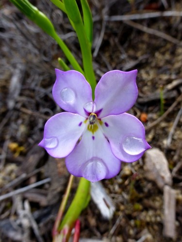 Isotoma hypocrateriformis - PictureThis