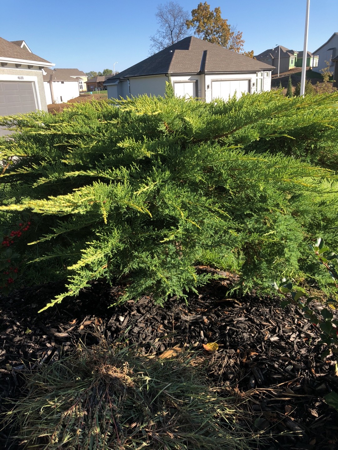 Juniperus × pfitzeriana 'William Pfitzer' (Juniperus × pfitzeriana ...
