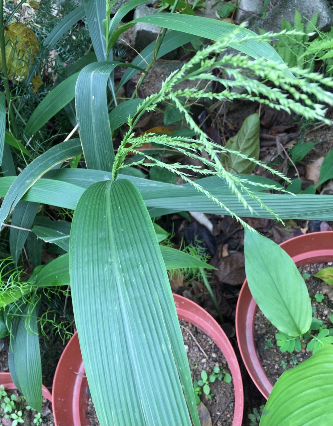 ¿Qué tan alto es zacate plizadero ? - PictureThis