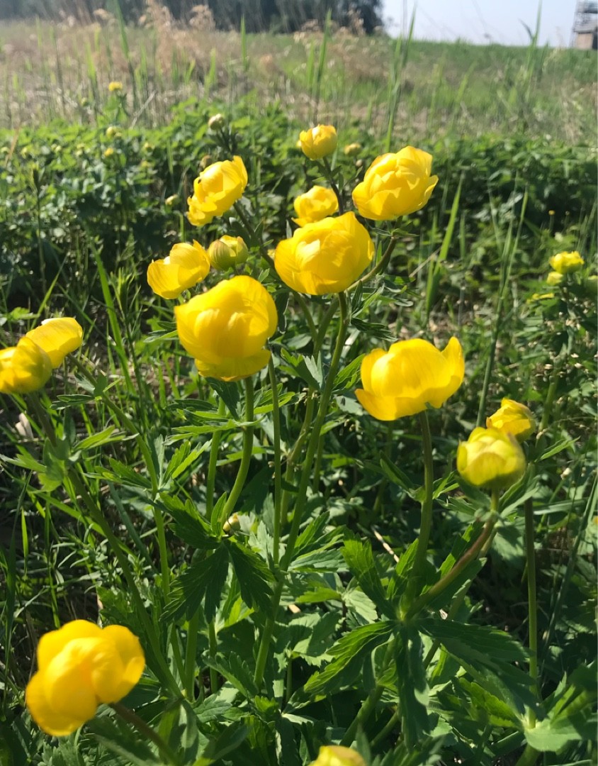 Trollius (Trollius) - PictureThis