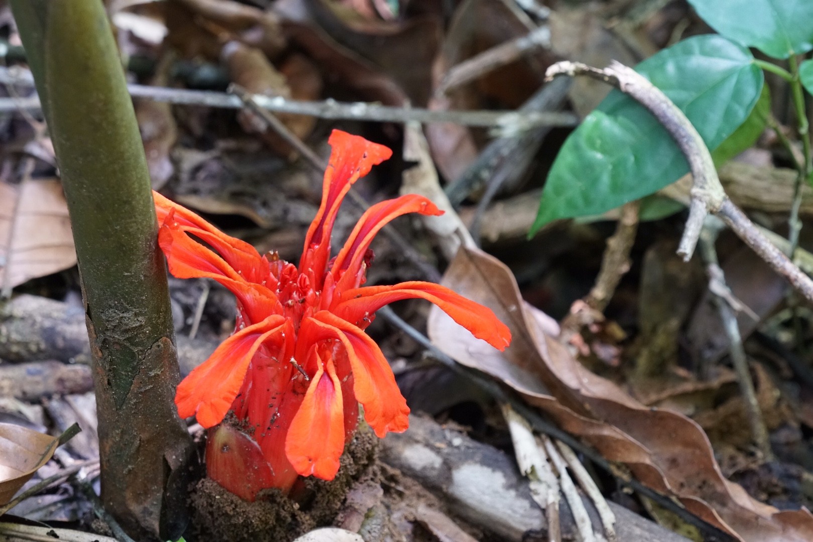 Etlingera coccinea 照顧，繁殖，開花時間 - PictureThis