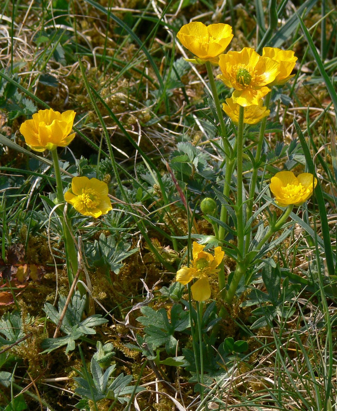 Ranunculus carinthiacus - PictureThis