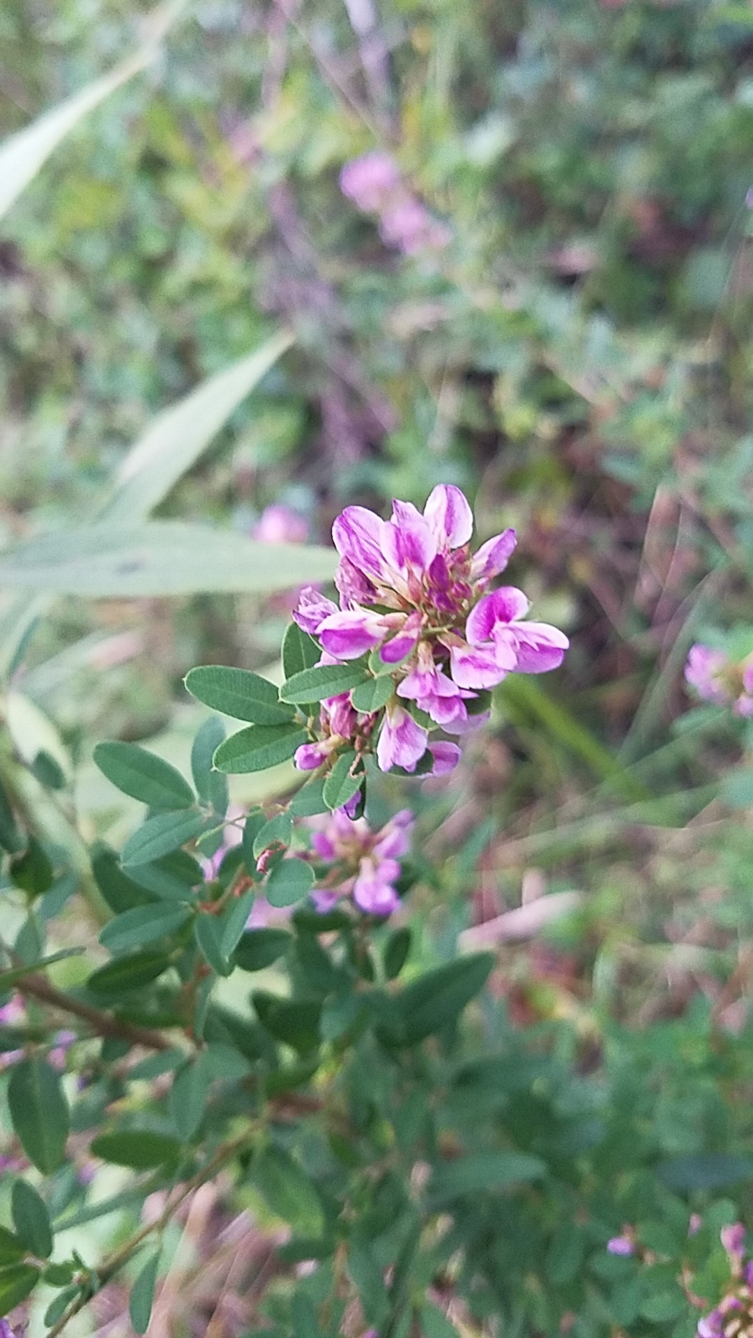 Lespedeza virginica - PictureThis