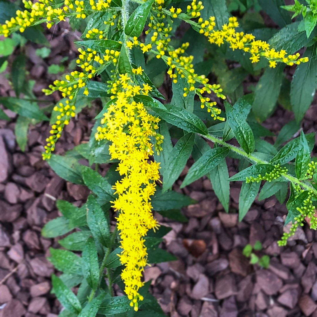 Solidago rugosa - PictureThis