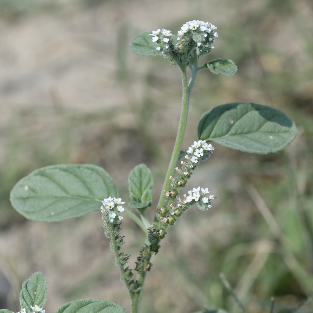 Tornassol (Heliotropium europaeum) - PictureThis