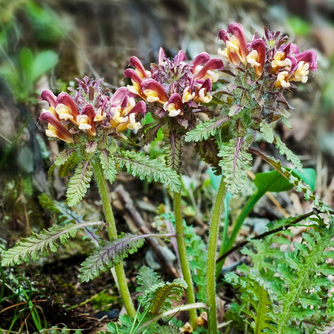 Pedicularis canadensis - PictureThis