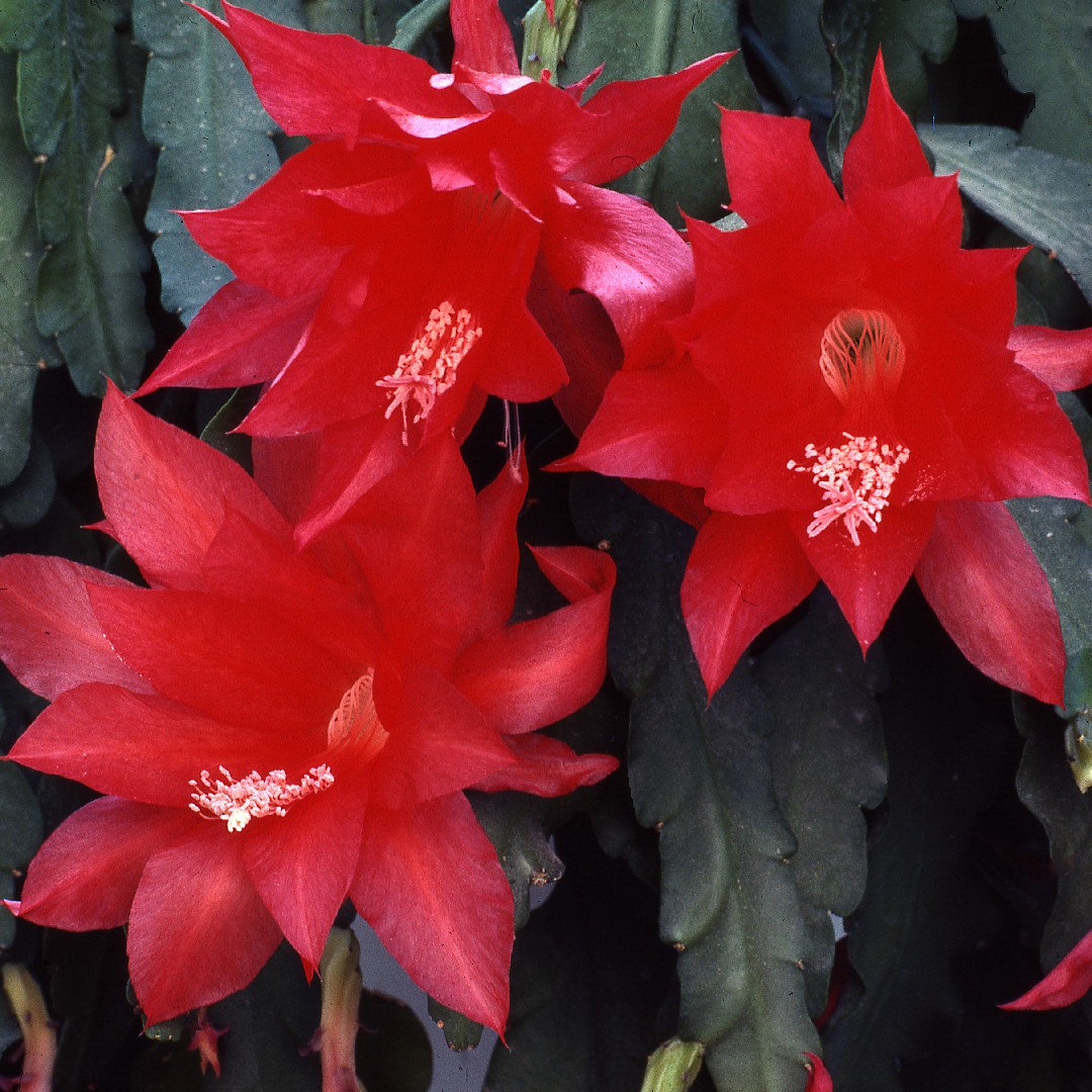 Disocactus ackermannii - PictureThis