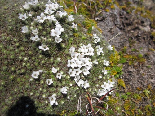 Veronica pulvinaris - PictureThis