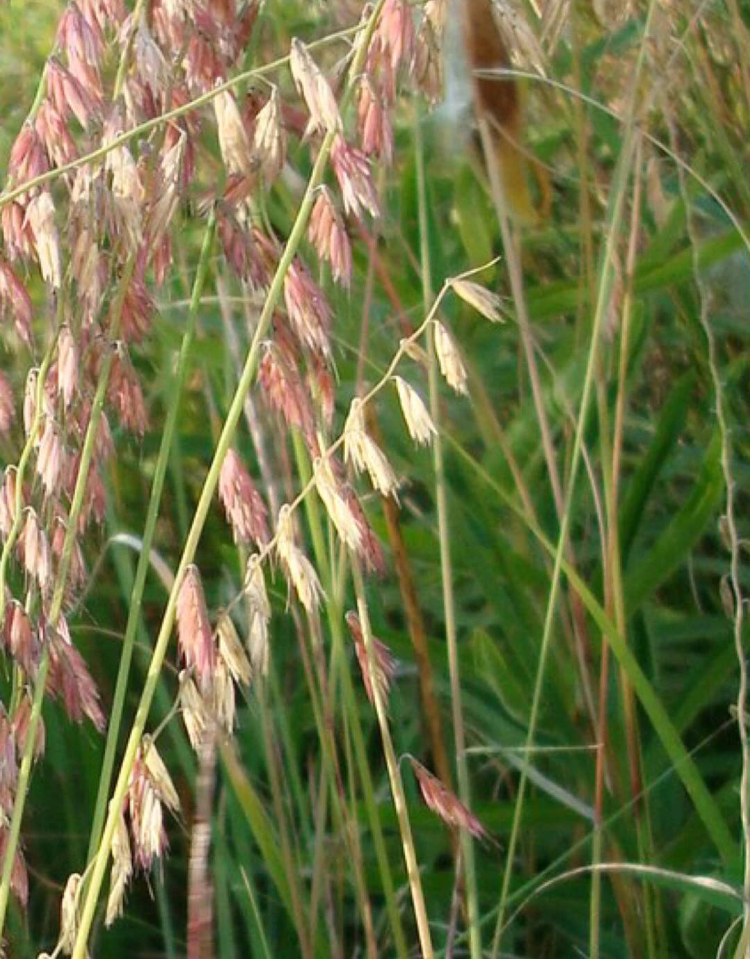 Bouteloua curtipendula Flower, Leaf, Uses - PictureThis