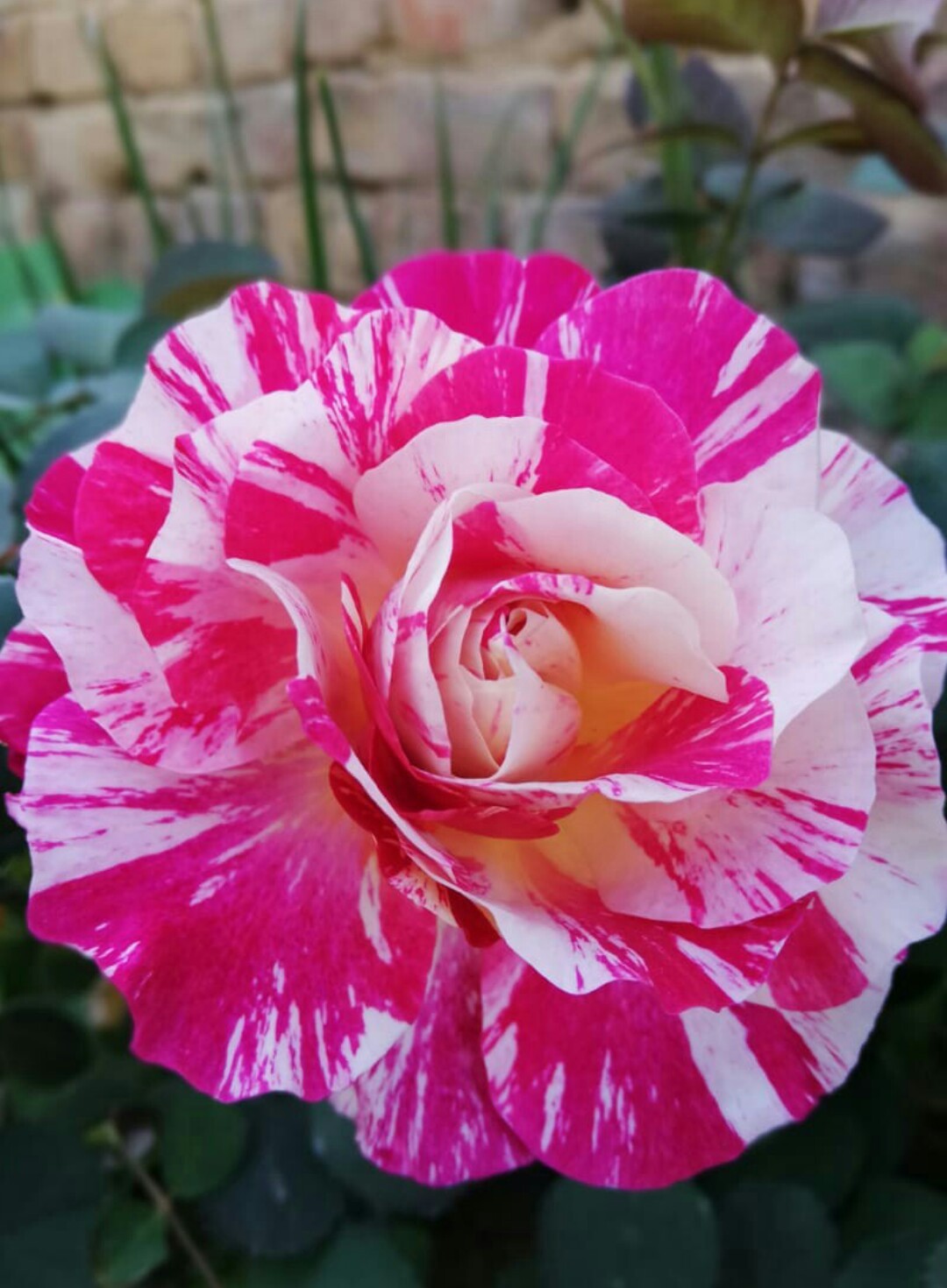Rosa 'Neil Diamond' - PictureThis