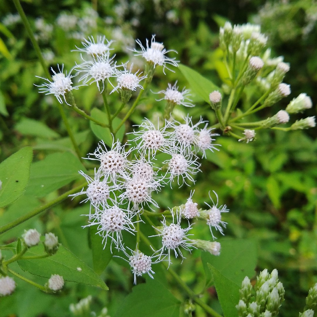 Common Flossflower (Chromolaena odorata) Flower, Leaf, Care, Uses ...