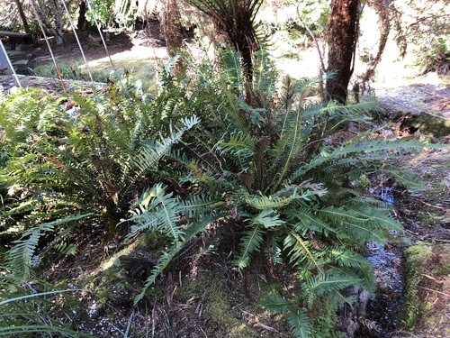 Parablechnum minus - PictureThis