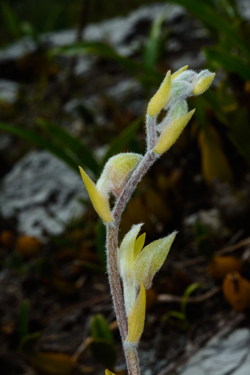 Eria lasiopetala - PictureThis