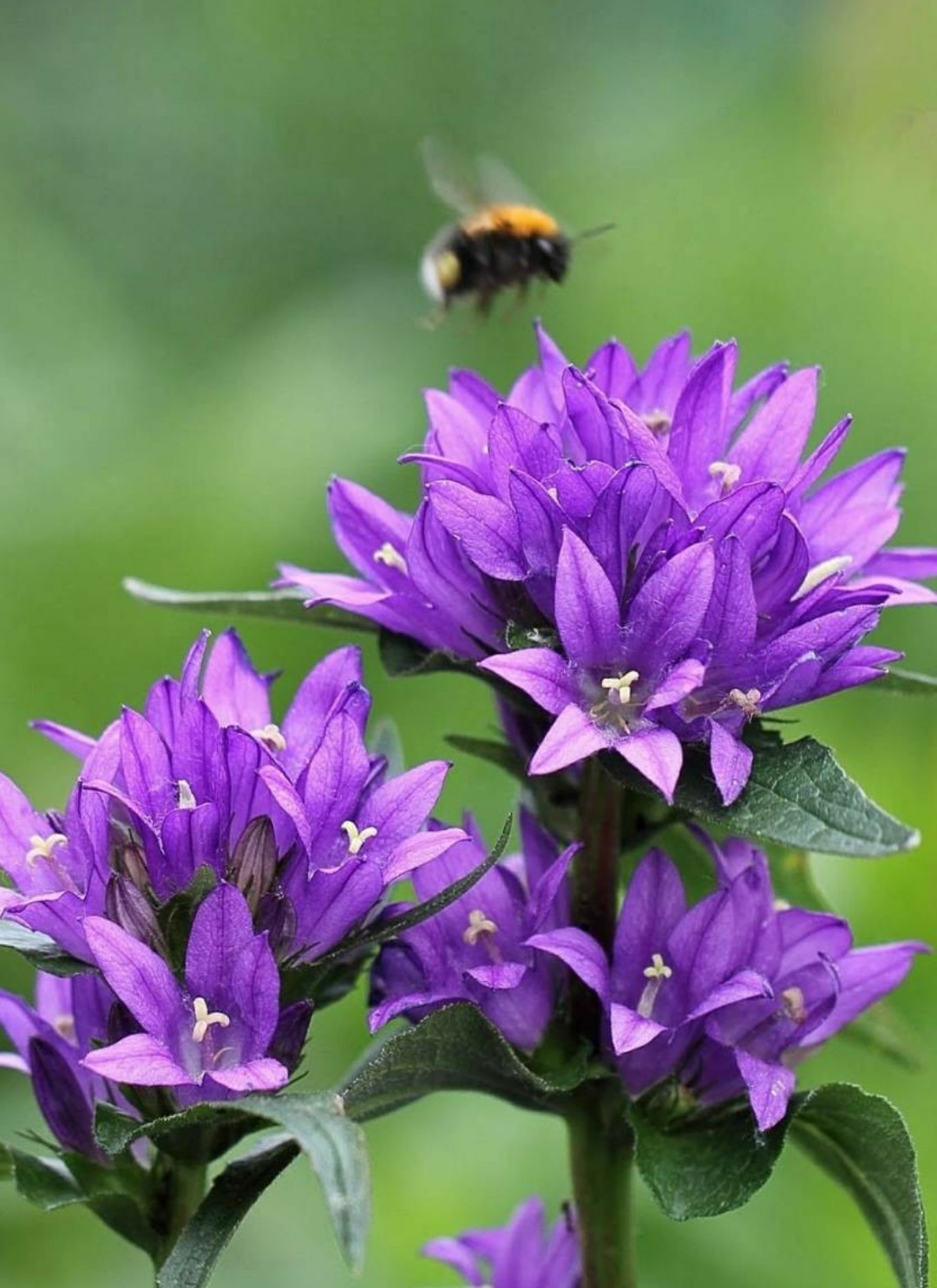 Campanula glomerata 'Superba' (Campanula glomerata 'Superba') - PictureThis