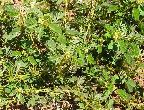 Cacahuatillo (Senna uniflora) - PictureThis