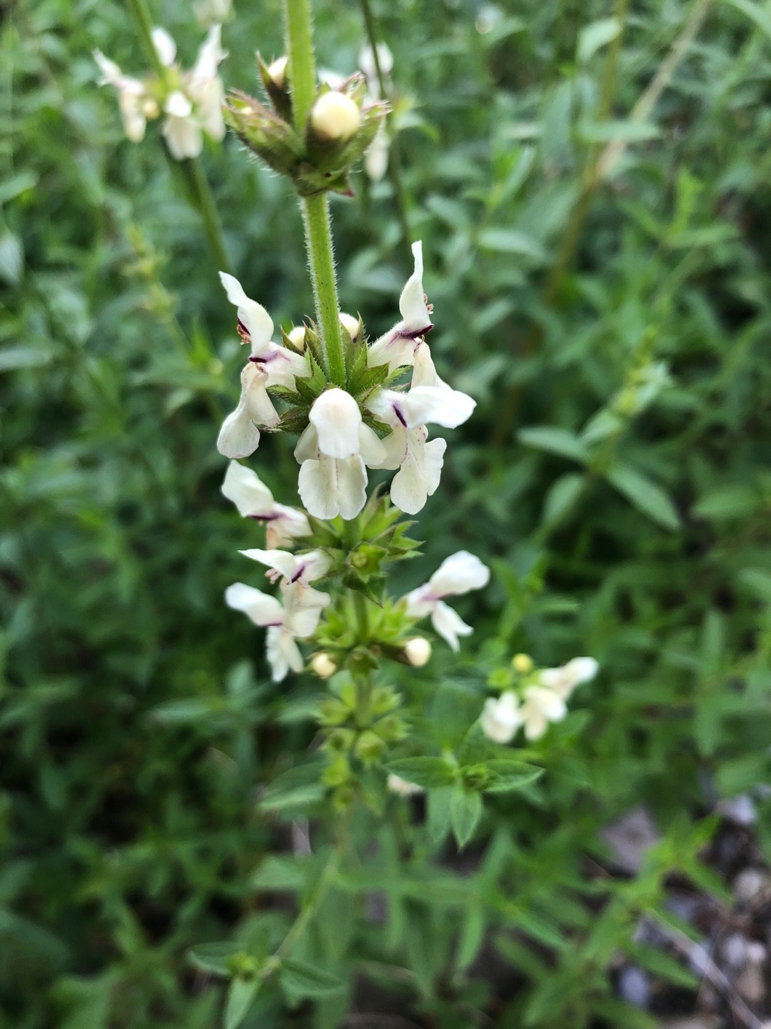 Stachys recta - PictureThis