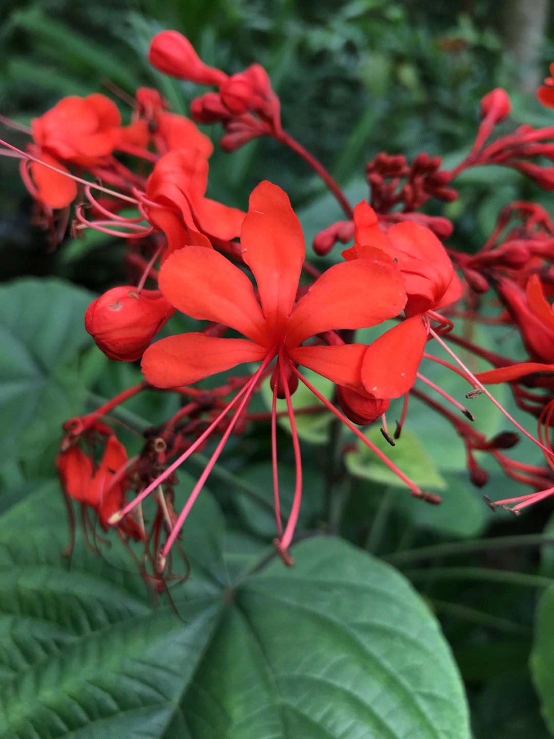 Clerodendrum speciosissimum - PictureThis