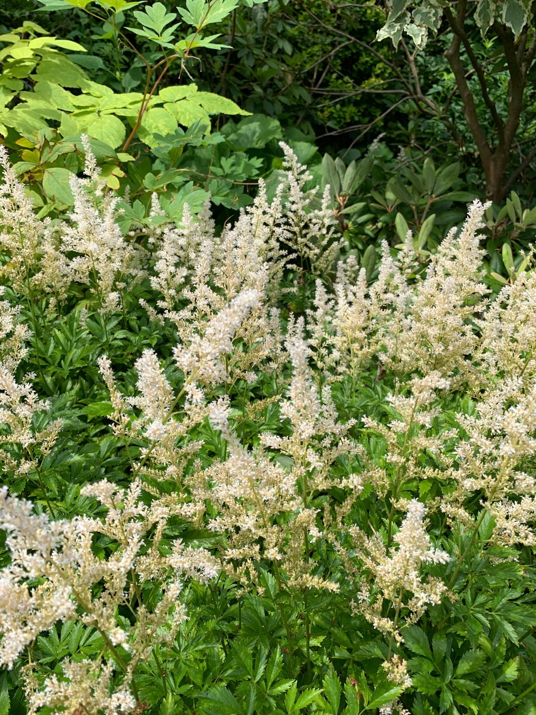 Astilbe × arendsii 'Snowdrift’ - PictureThis