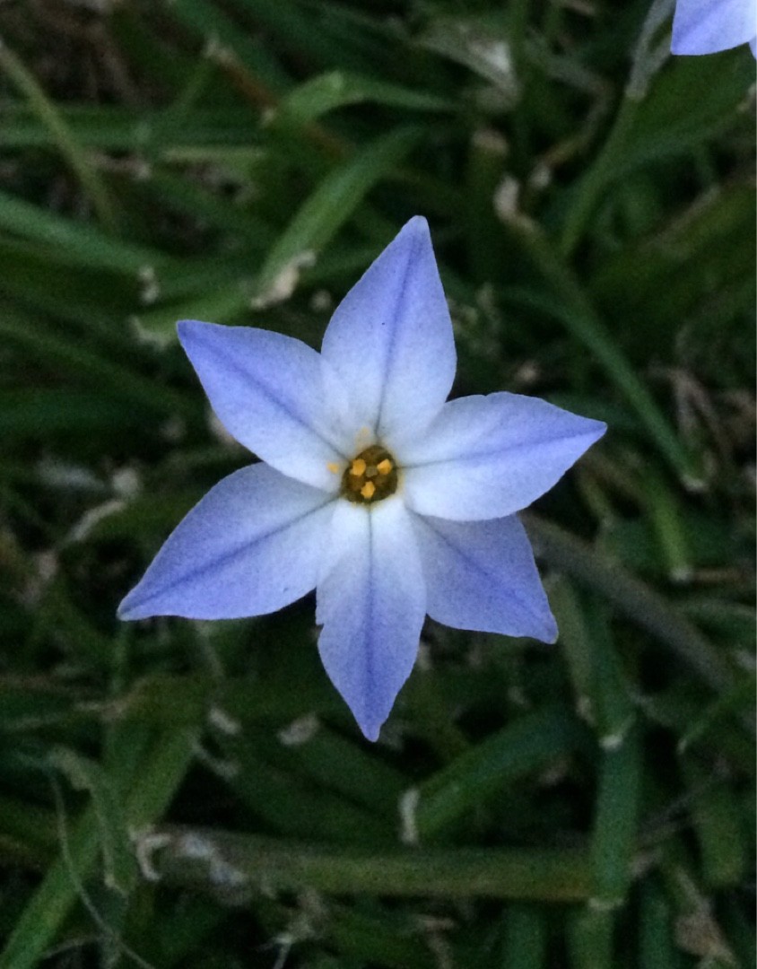 Ipheion uniflorum 'Wisley Blue' - PictureThis