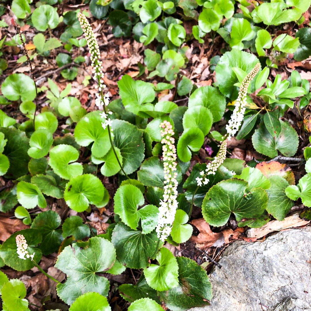 Galax (Galax) - PictureThis