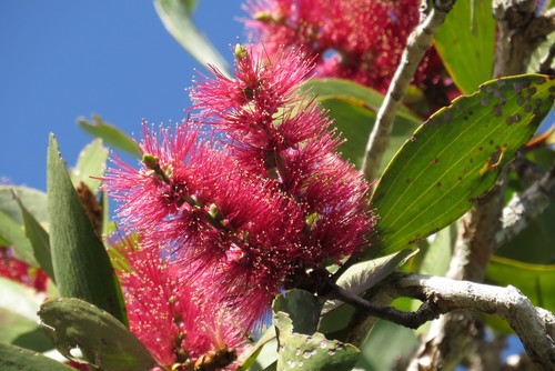 Melaleuca viridiflora - PictureThis