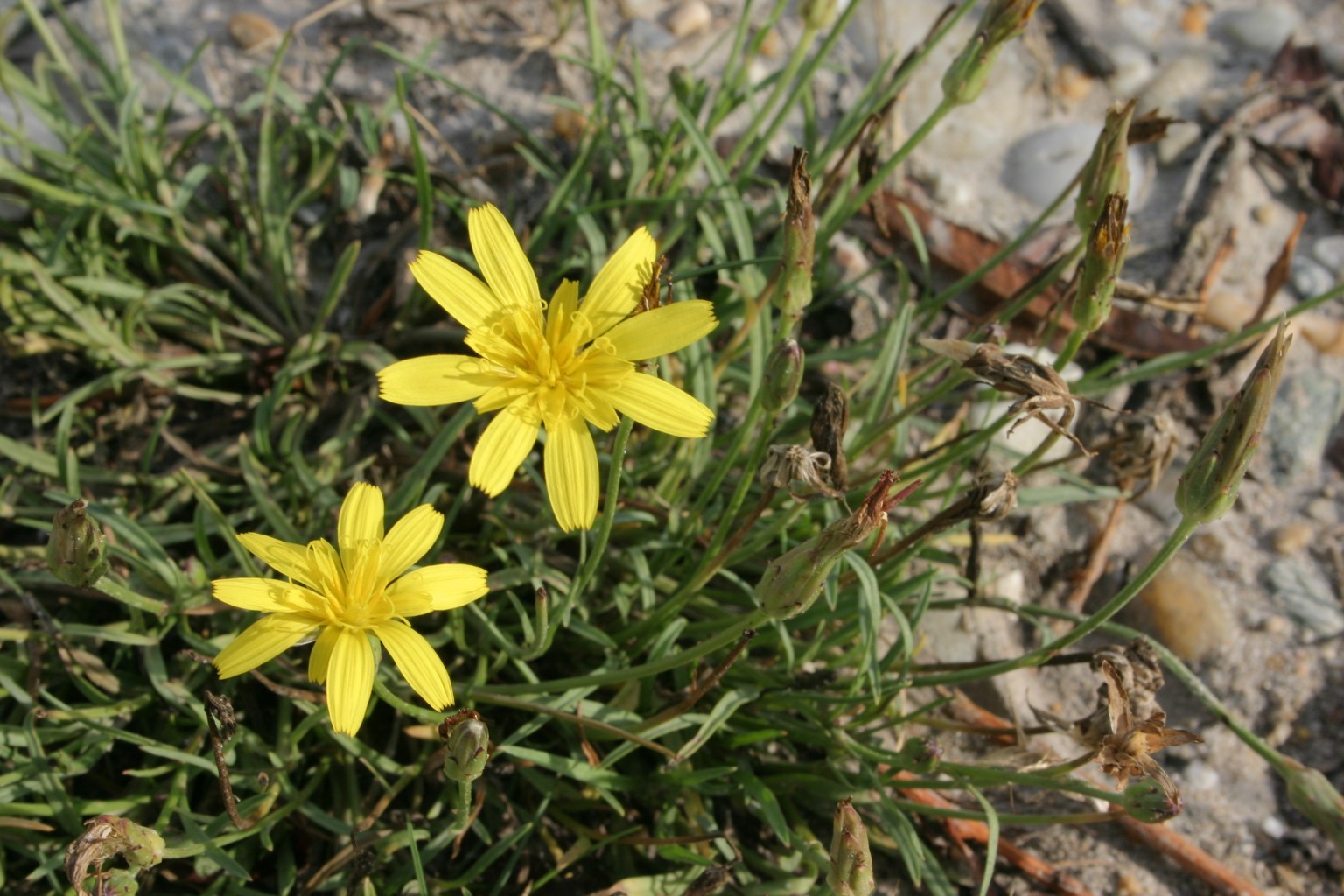 Podospermum canum - PictureThis