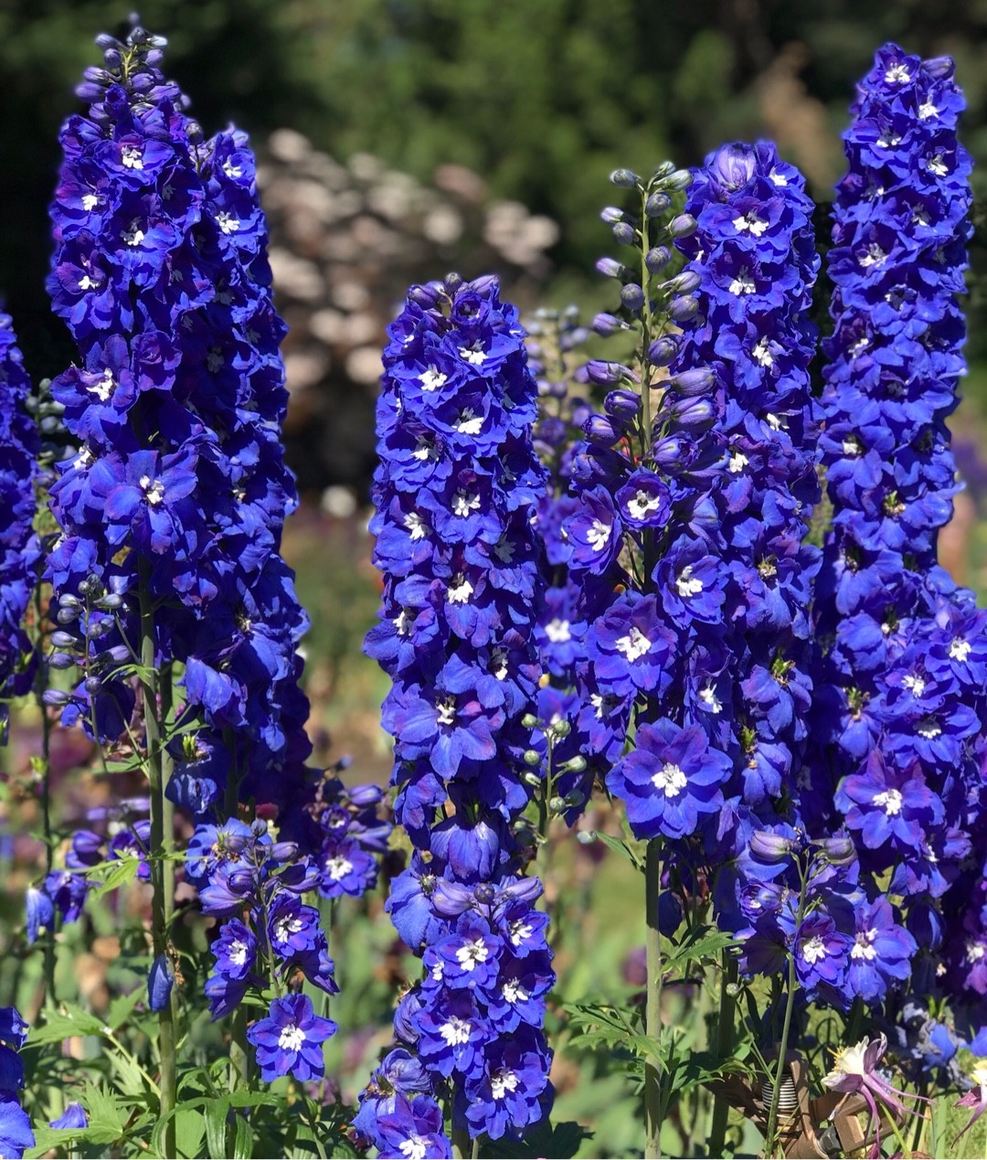 Delphinium 'King Arthur Group' - PictureThis