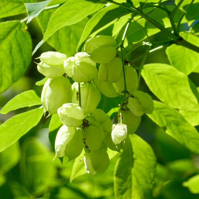 Amerikanische Pimpernuss (Staphylea trifolia) - PictureThis