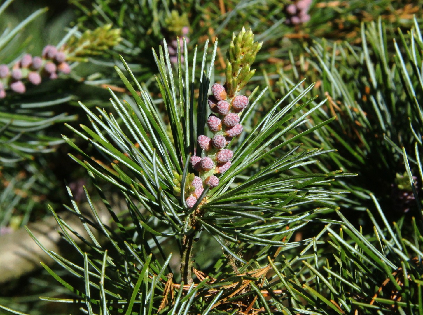 Pino Blanco Japonés (Pinus parviflora) - PictureThis