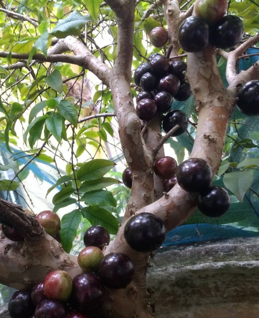 Baumstammkirsche jaboticaba (Plinia cauliflora) - PictureThis