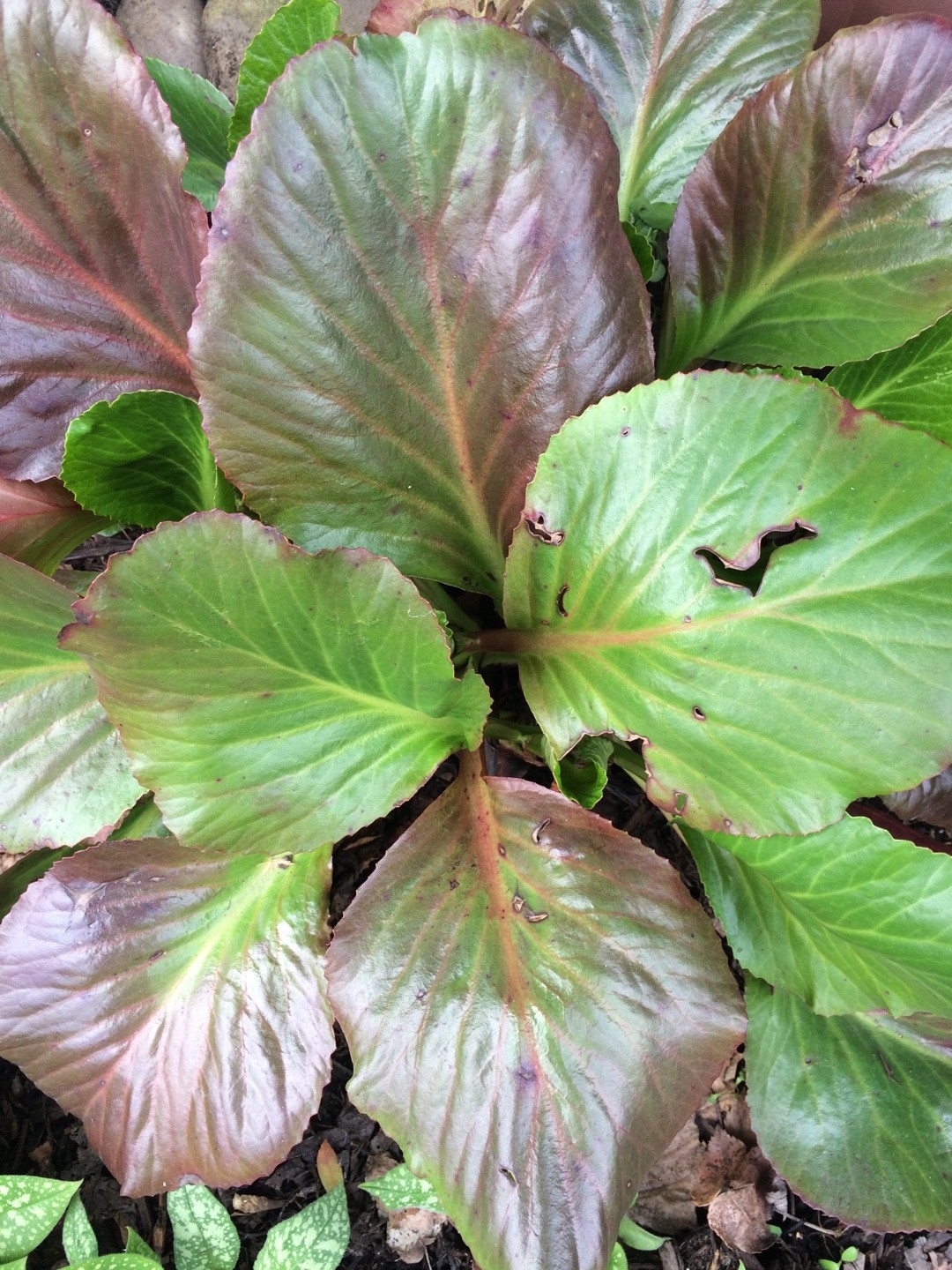 Bergenia cordifolia 'Bressingham Ruby' - PictureThis