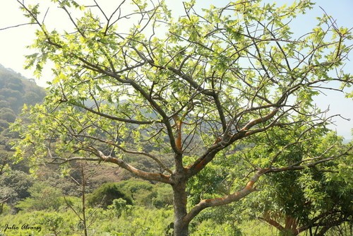 Copal (Bursera palmeri) - PictureThis