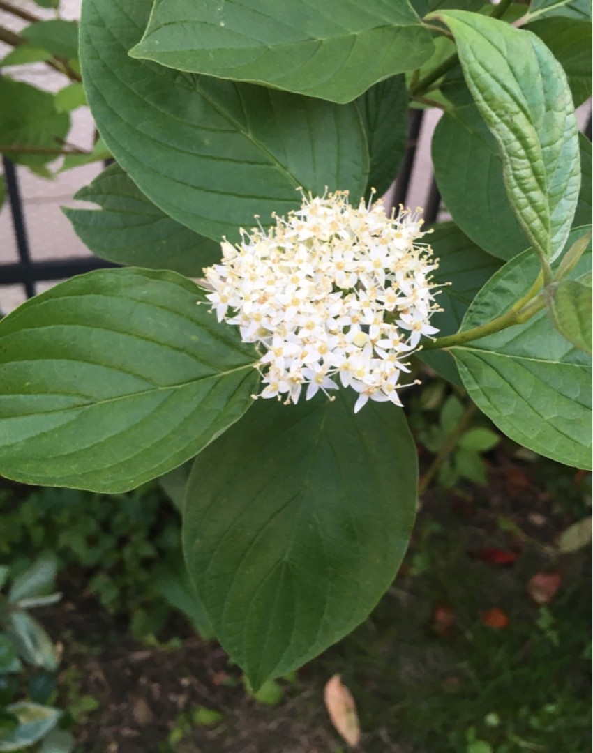 Cornus walteri Flower, Leaf, Care, Uses - PictureThis