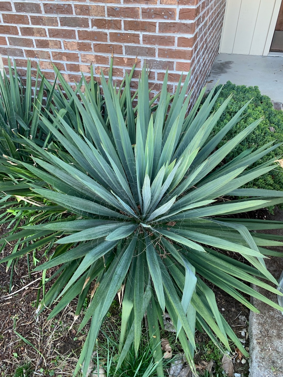 Yucca (Yucca) - PictureThis