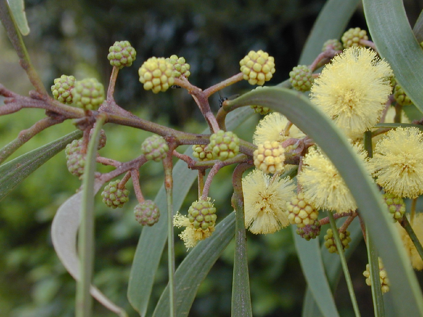 Acacia koaia (Acacia koaia) - Picturethis