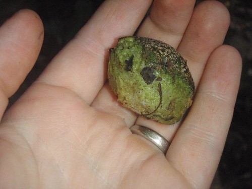 Parinari excelsa - PictureThis