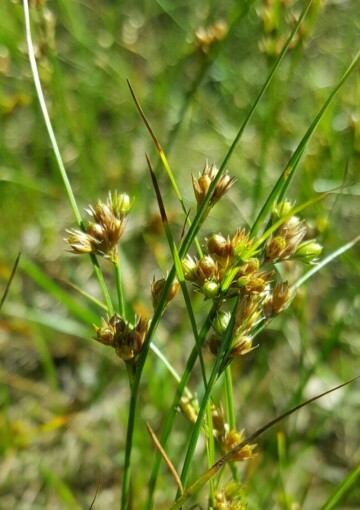 Luzula forsteri (Luzula forsteri) - PictureThis