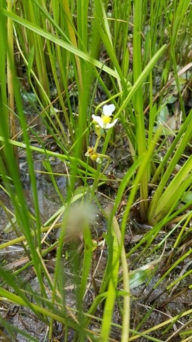 Sagittaria rigida - PictureThis