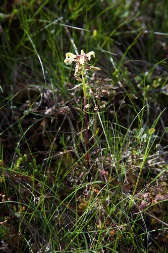 Pedicularis (Pedicularis) - PictureThis