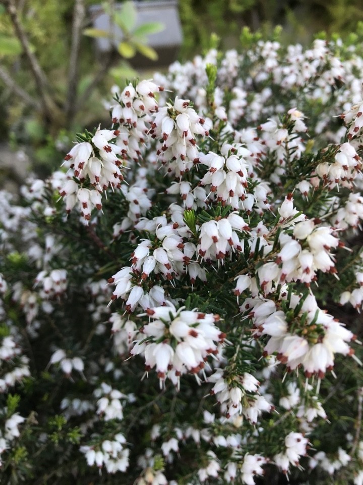 Erica × darleyensis 'White Perfection' Flower, Leaf, Care, Uses ...