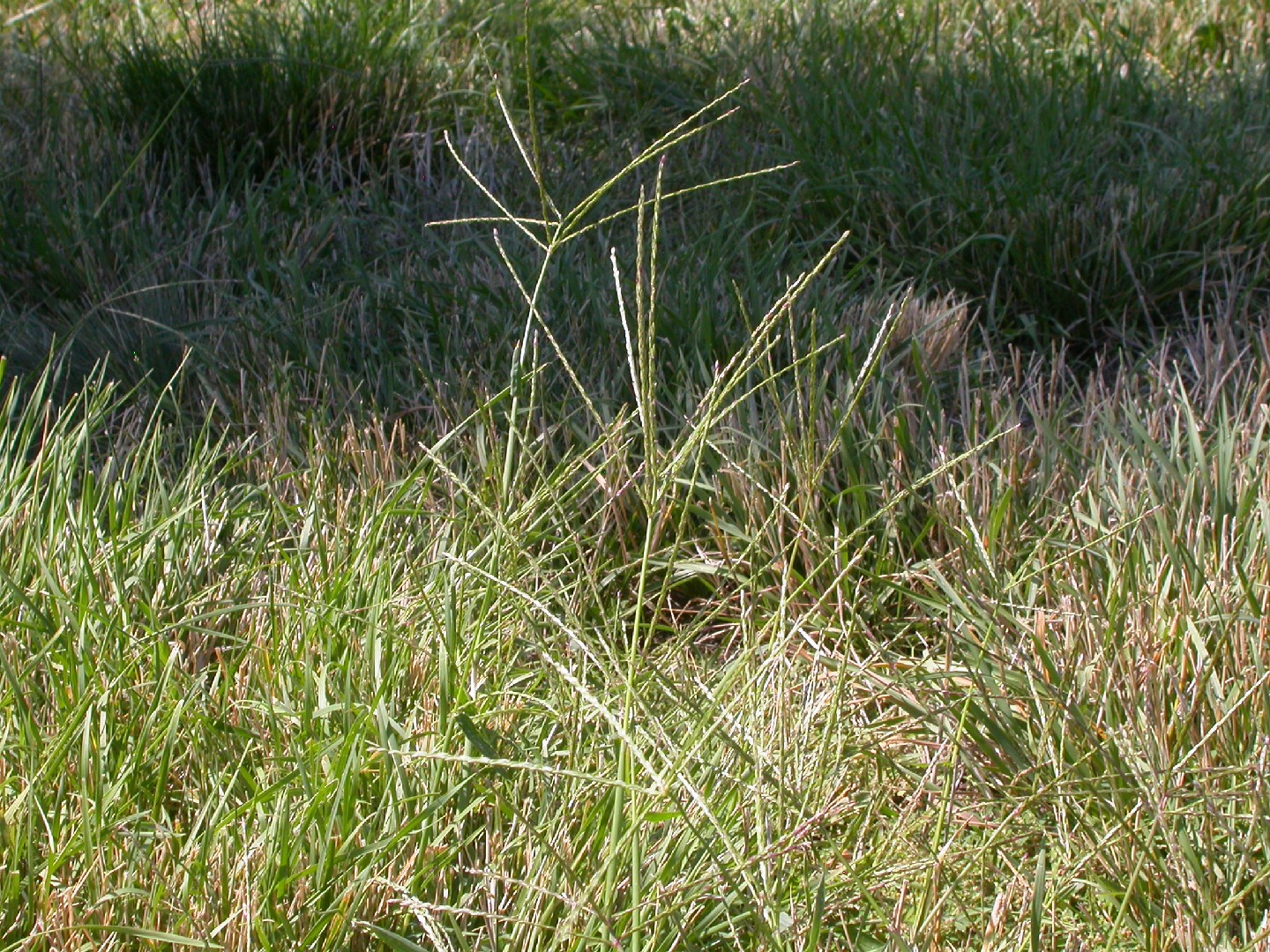 Digitaria bicornis - PictureThis