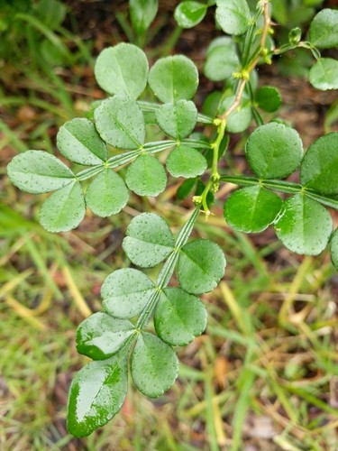 Zanthoxylum fagara (Zanthoxylum fagara) - PictureThis
