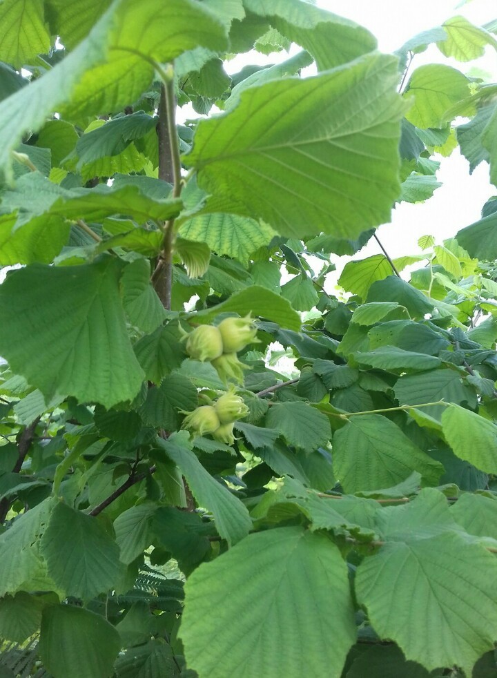 Corylus - PictureThis