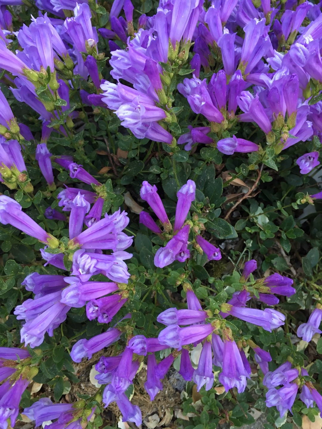 Penstemon davidsonii 花言葉，学名，よくある質問 - PictureThis